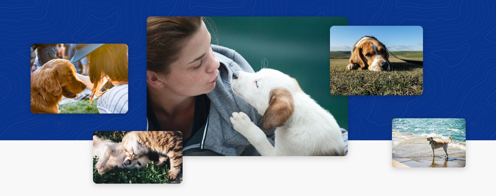 Top Pet Food Suppliers for Quality Nutrition | Peidi