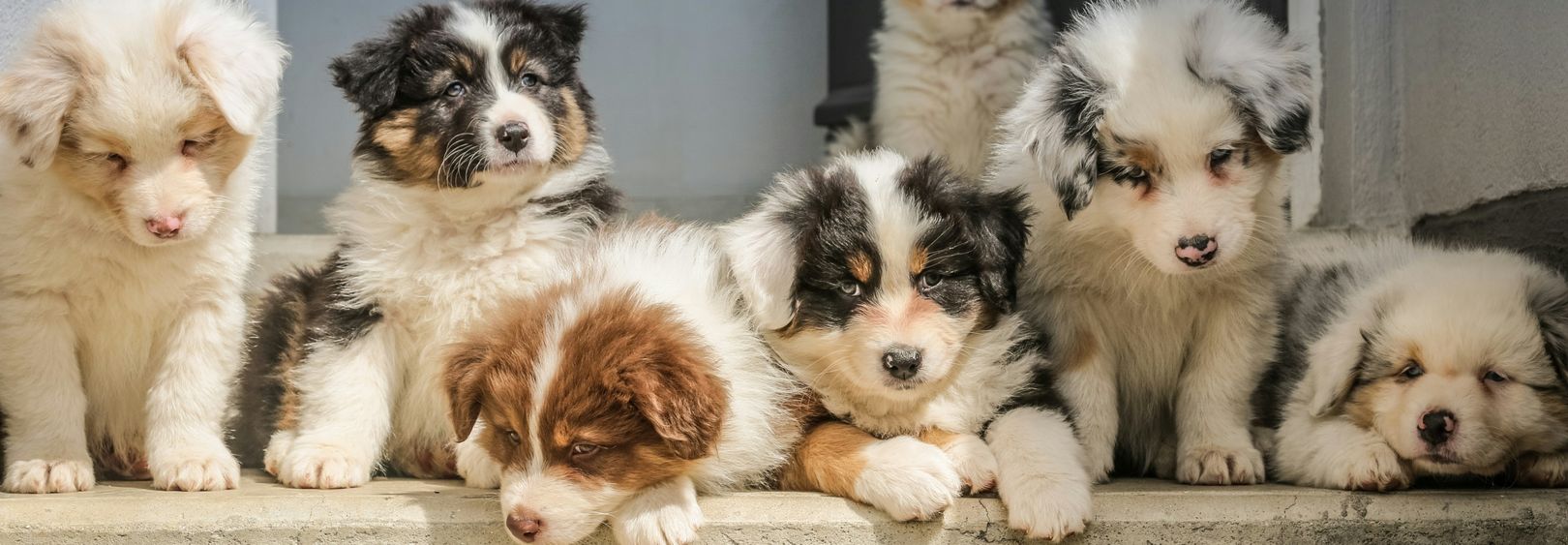 Healthy Dog Dental Chews, Dog Chews Safe for Teeth | Peidi